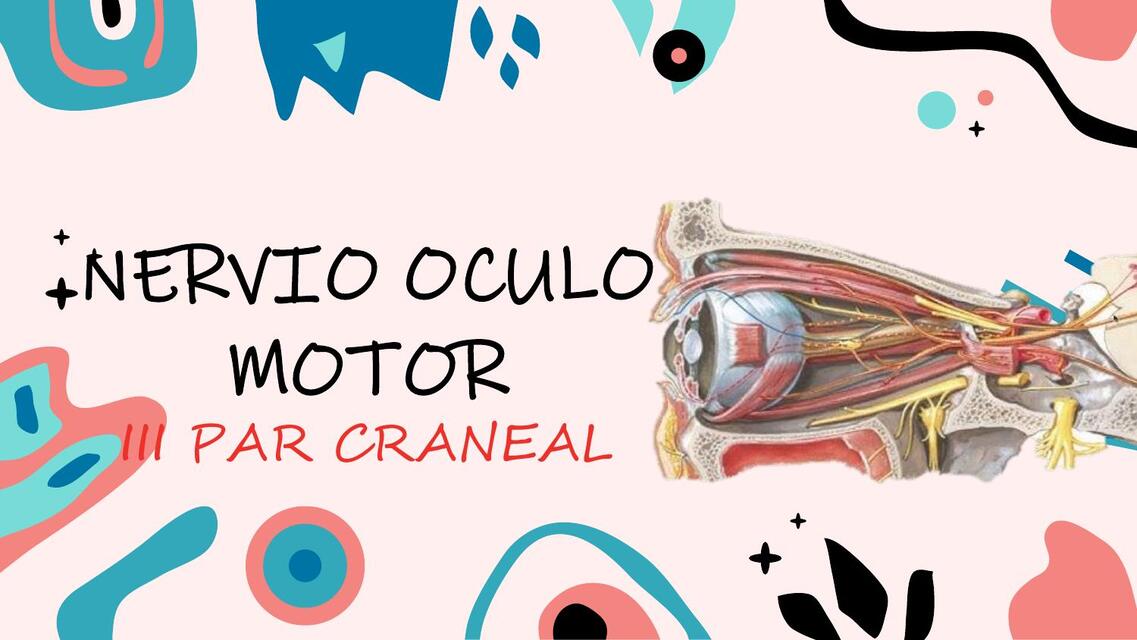 Nervio óculo motor lll par craneal | Favio Villasante | uDocz