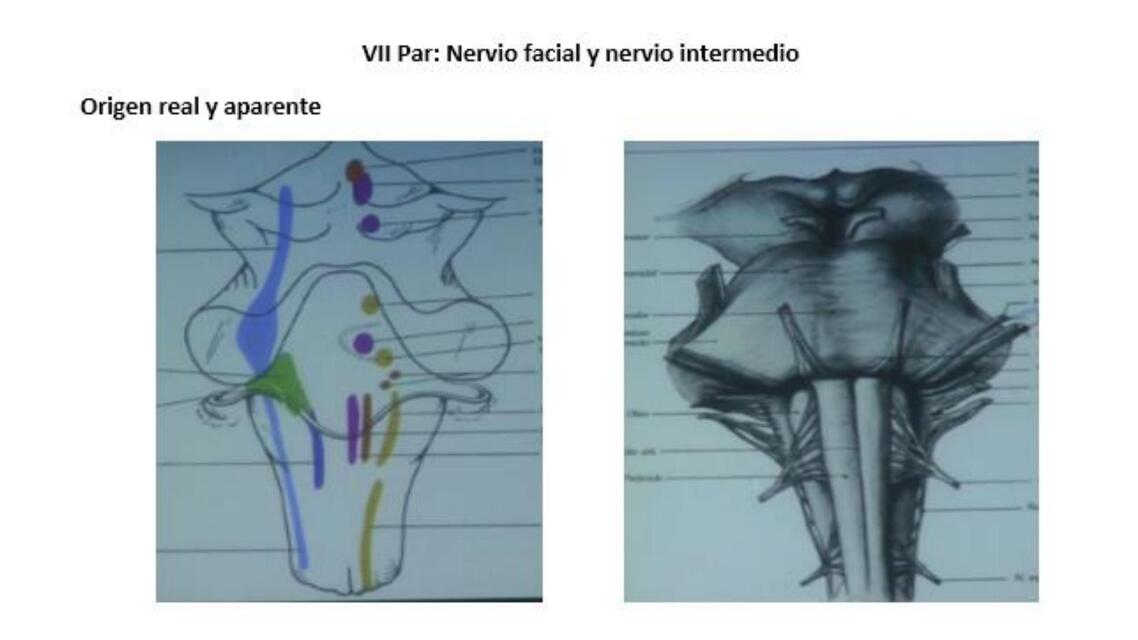 Par craneal facial | Favio Villasante | uDocz