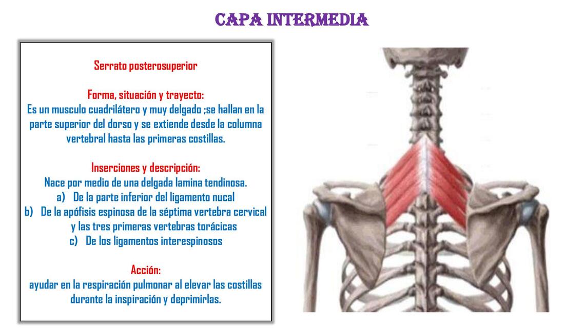 Músculos del dorso | Favio Villasante | uDocz