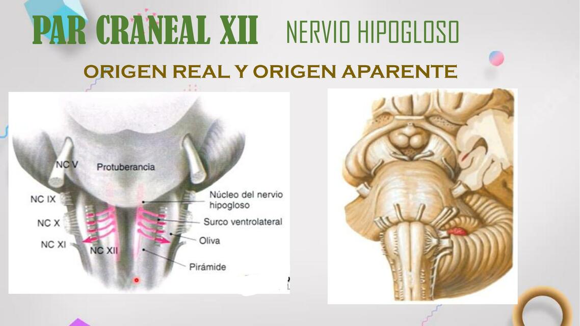 Nervio Hipogloso | Favio Villasante | uDocz