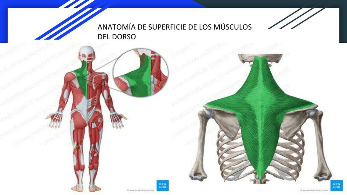 Anatomía de Superficie de los Músculos del Dorso | Favio Villasante | uDocz