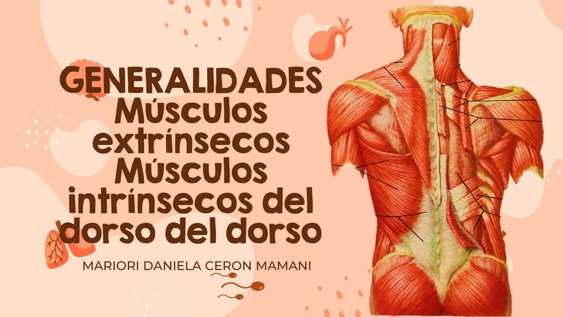Generalidades Músculos Extrínsecos Músculos Intrínsecos del Dorso ...