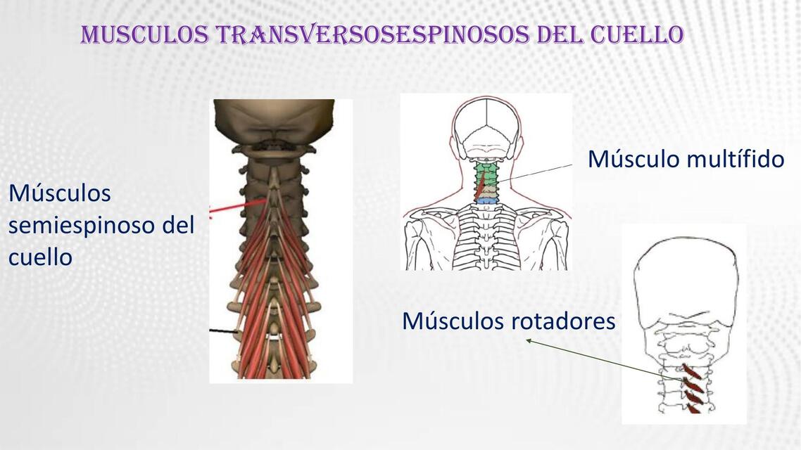 Músculos transversos espinosos | Favio Villasante | uDocz