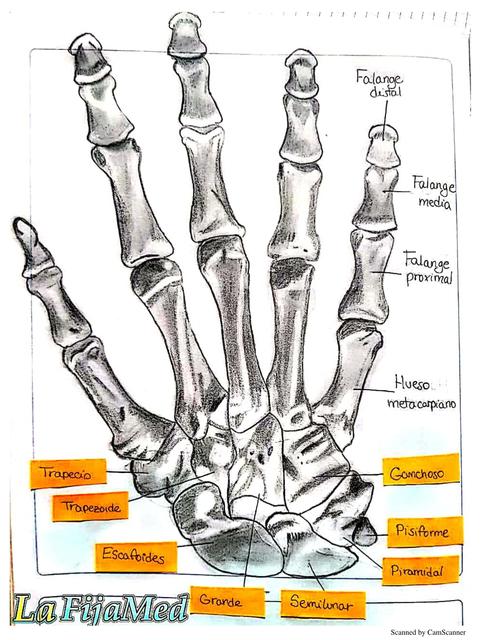 Anatomía Del Hueso De La Mano Modelo De Estructura De La Mano