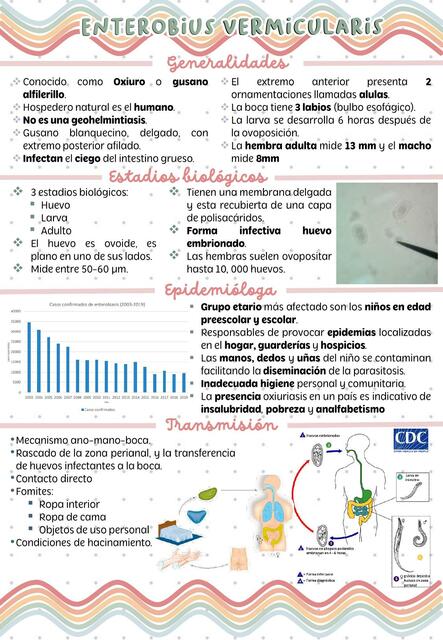Enterobius vermicularis | Ranita Cientifica | uDocz