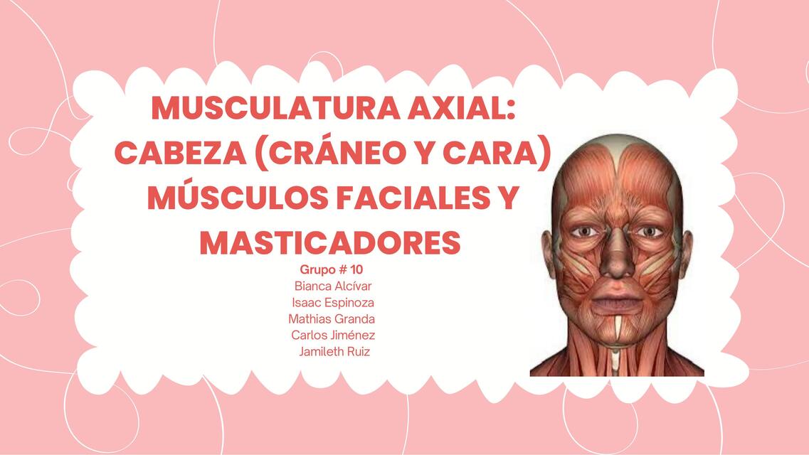 Musculatura axial | Fiama | uDocz