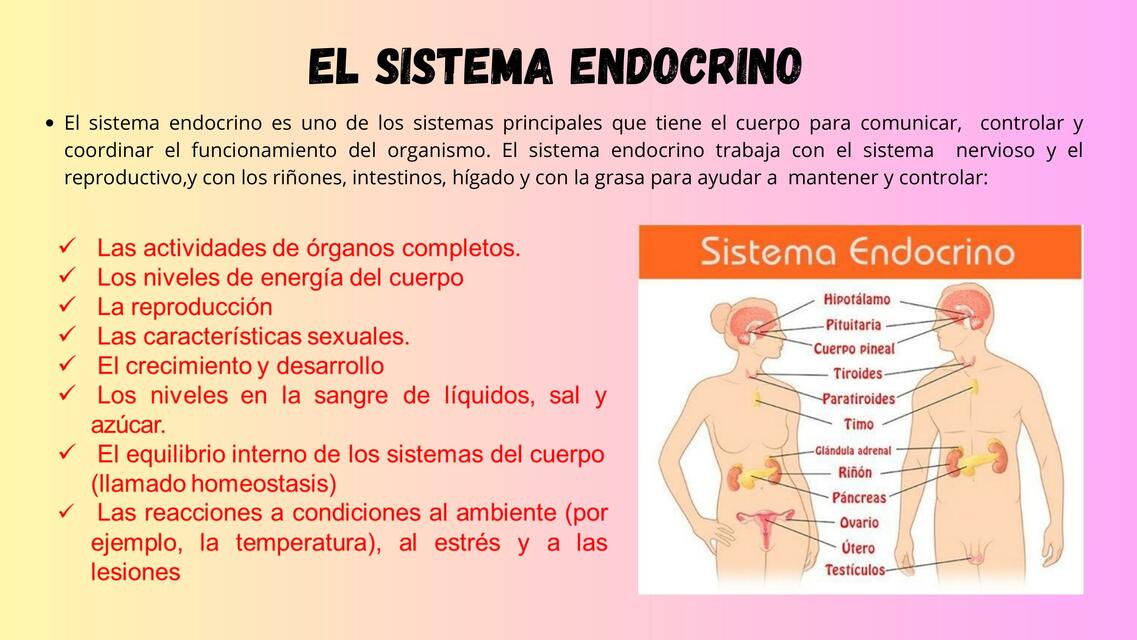 SISTEMA ENDOCRINO | Erica AF | uDocz