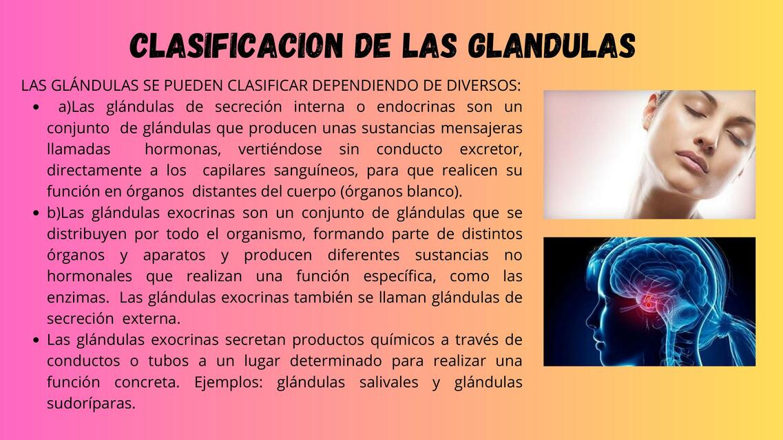 CLASIFICACION DE LAS GLÁNDULAS | Erica AF | uDocz