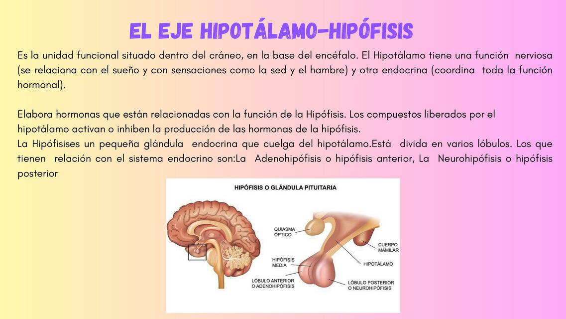 El Eje HipotÁlamo HipÓfisis Erica Af Udocz
