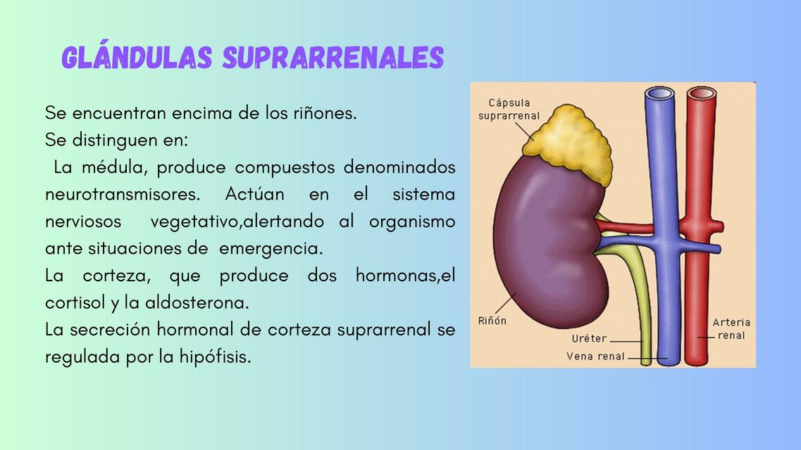 Glándulas Suprarrenales | Erica AF | uDocz
