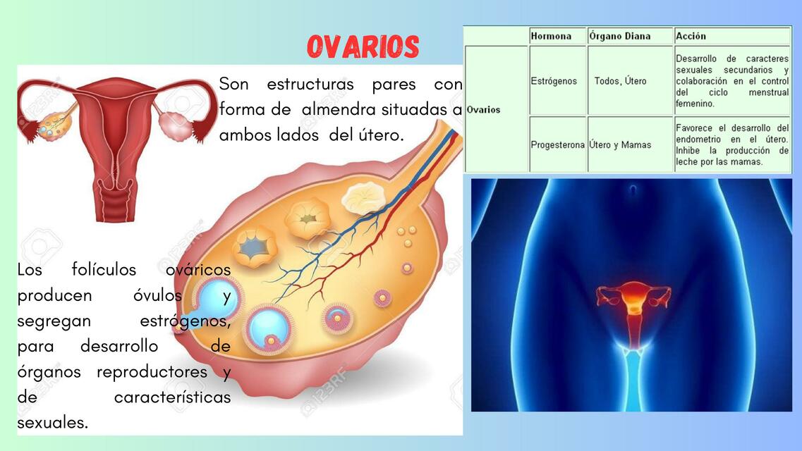Ovarios | Erica AF | uDocz