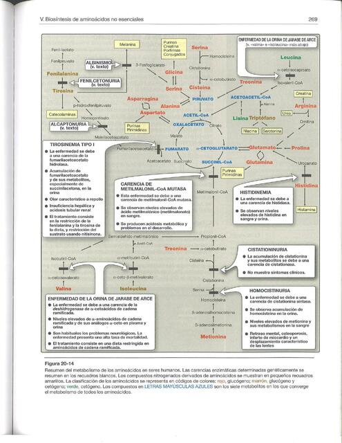Aminoácidos de ruta metabólica | Arw | uDocz