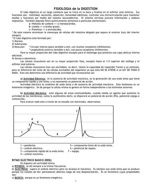 Fisiología de la digestión | Wichi Ripa | uDocz