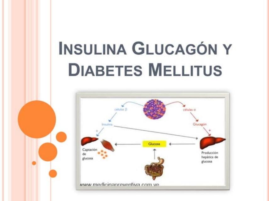 Insulina glucagón y diabetes mellitus | Jheyssón Vasquez Copali | uDocz