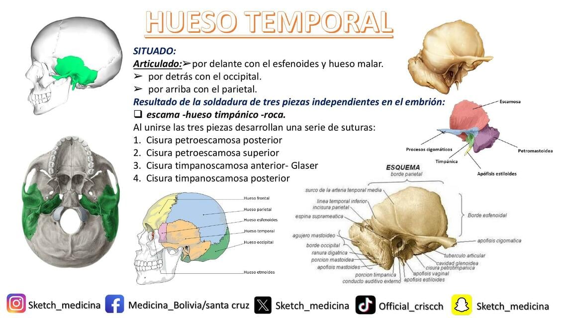 Hueso temporal | CRISTHIAN ALEJANDRO CANAVIRI HUARACHI (SKETCH_MEDICINA ...