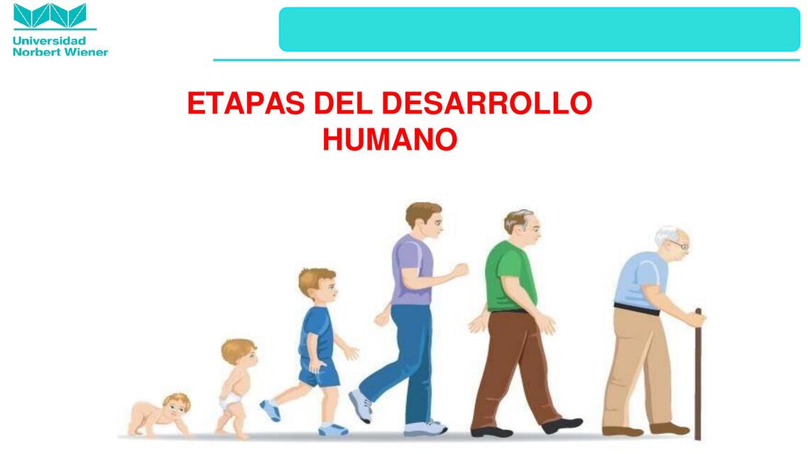 Etapas del desarrollo humano | Erica AF | uDocz