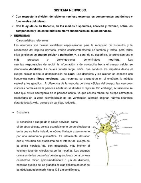 GUIA 1 SISTEMA NERVIOSO | Marvin Javier Suazo Rivas | uDocz
