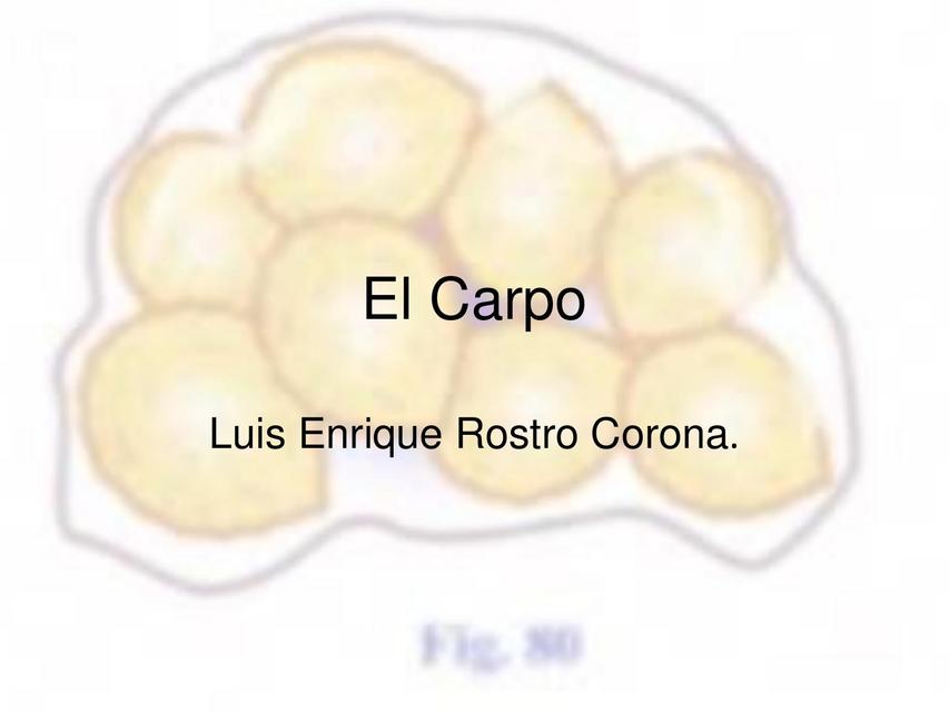 Fisiología articular del Carpo | Luis Rostro | uDocz