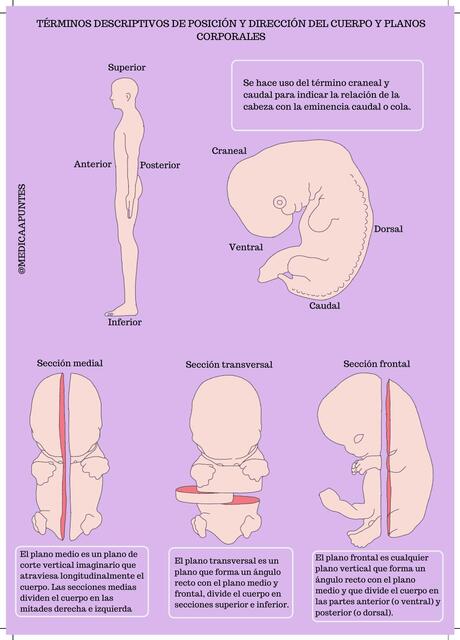 Términos descriptivos de posición y dirección del cuerpo y planos ...