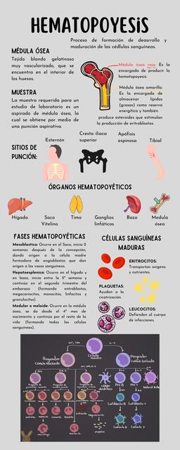 Hematopoyesis | Fabiola Aquino | uDocz
