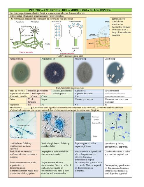 Hongos: Penicillium sp, Aspergillus sp, Rhizopus sp, Candida sp ...