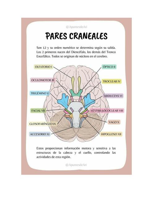 Pares Craneales | Jandi Santiago Reyes | uDocz