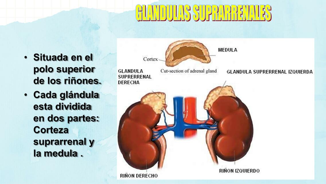 GLÁNDULAS SUPRARRENALES | Erica AF | uDocz