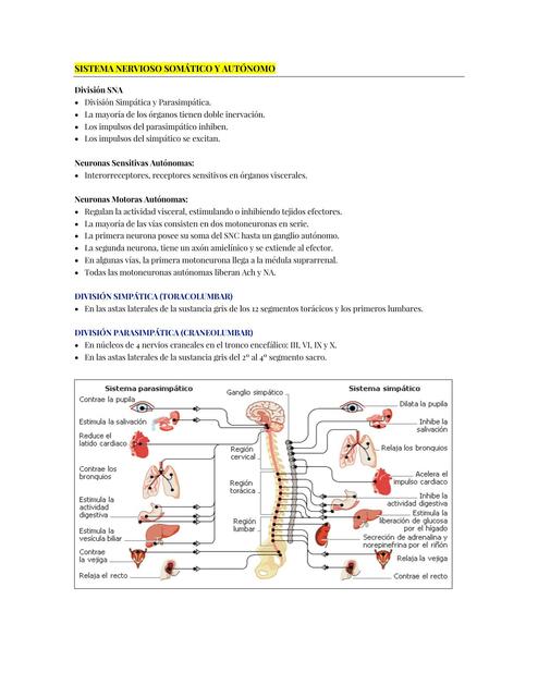 Sistema nervioso somático y autónomo | Physio Studies | uDocz