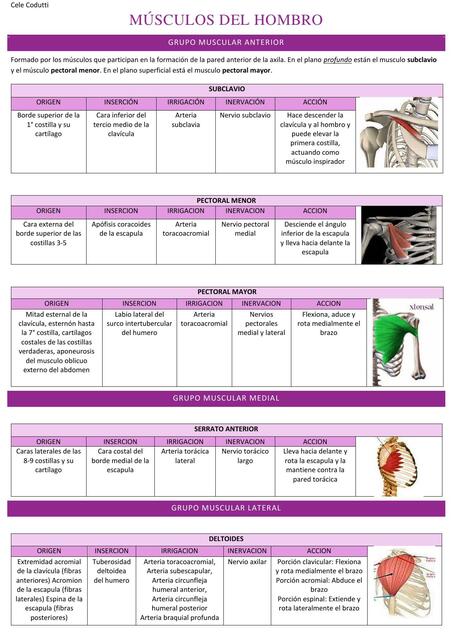 Musculos del Hombro: origen, insercion, inervacion, irrigacion, accion ...