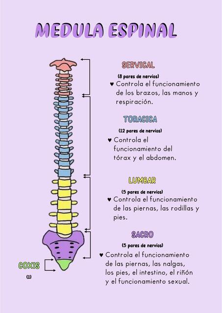 bases biologicas | Mayra García | uDocz