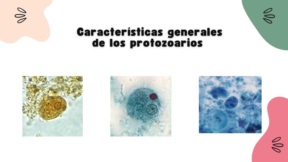Flashcards de Características de los protozoarios | Por Milagros Flores ...