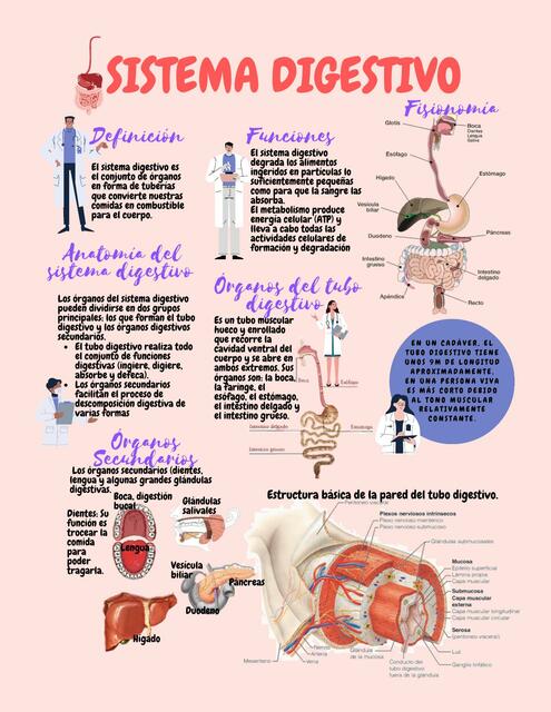 FICHA DEL SISTEMA DIGESTIVO | MELINA RUIZ GARCIA | uDocz
