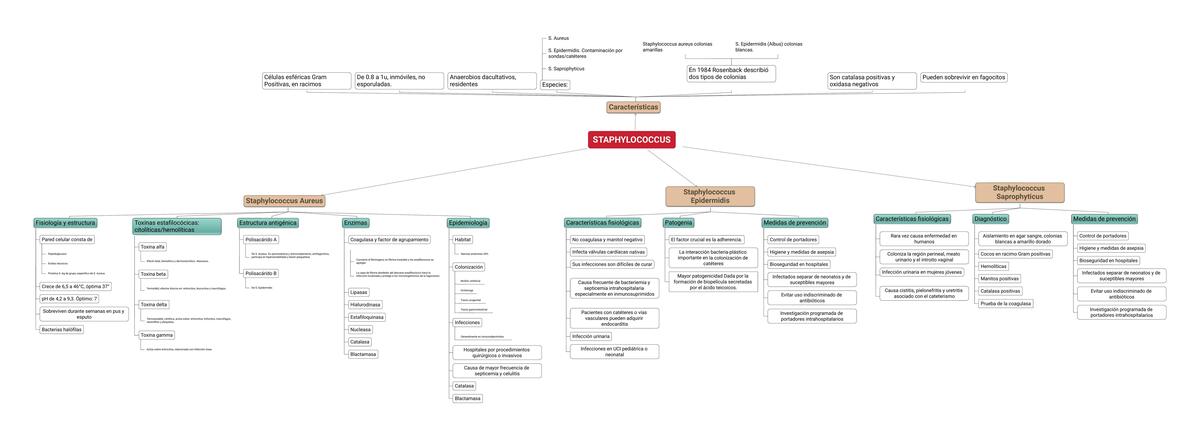 STAPHYLOCOCCUS | ENFERMERA EDUCATIVA | uDocz