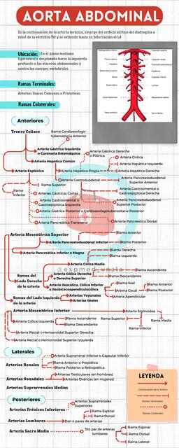 Aorta Abdominal y sus Ramas | Experiencia Médica | uDocz