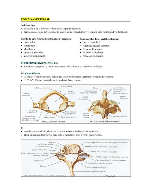 Columna vertebral | Physio Studies | uDocz