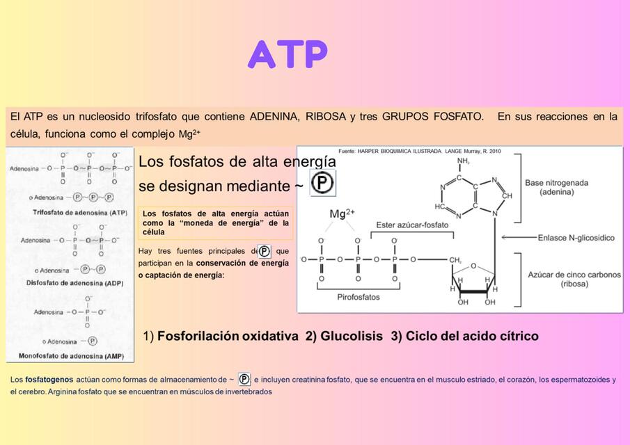 ATP | Erica AF | uDocz