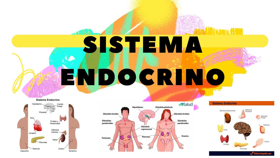 Patologia Sistema Endocrino | MediAyudas | uDocz