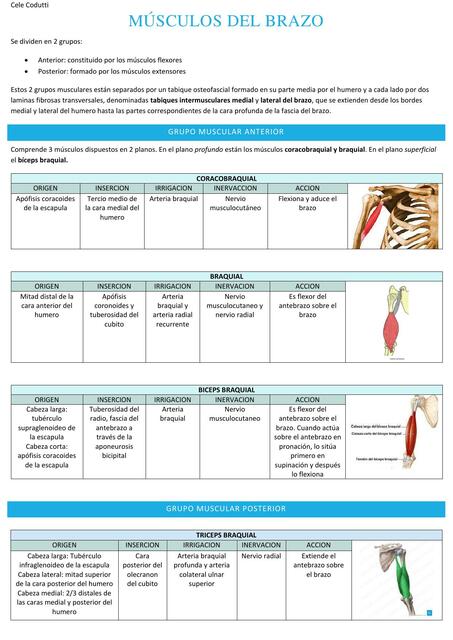 MUSCULOS DEL BRAZO: origen, insercion, irrigacion, inervacion, accion | Celeste Codutti | uDocz