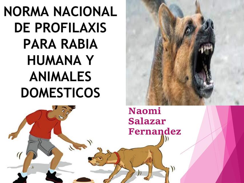 Rabia Humana Rabia Humana: Lo Que Debes Hacer Si Te Muerde Un Perro