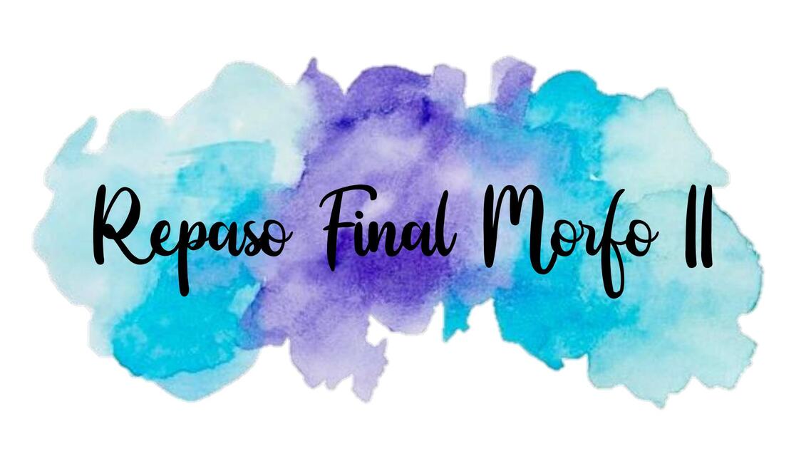 Repaso Final Morfologia II | Rubí Nayeli Oropeza Camones | uDocz