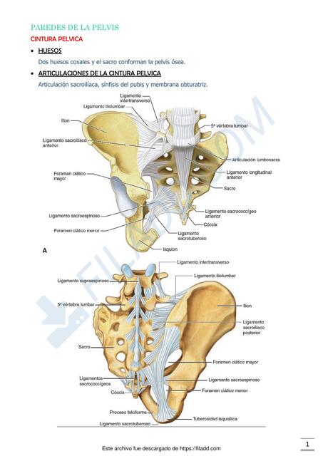 Paredes de la pelvis | Jimena Huanca | uDocz