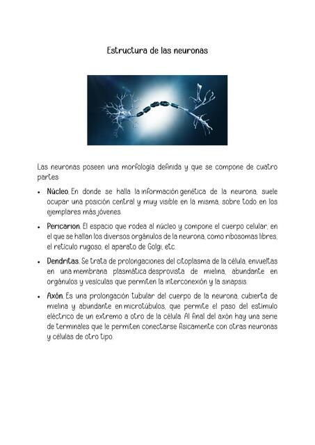 Estructura de las neuronas | developer.ishtar | uDocz
