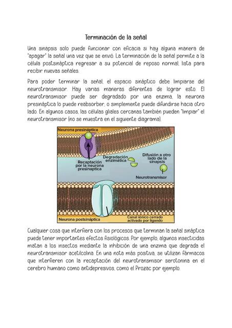 Sinapsis Terminación de la señal | developer.ishtar | uDocz