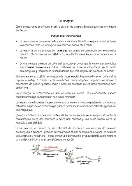 ¿Cómo las neuronas se comunican entre ellas? | developer.ishtar | uDocz