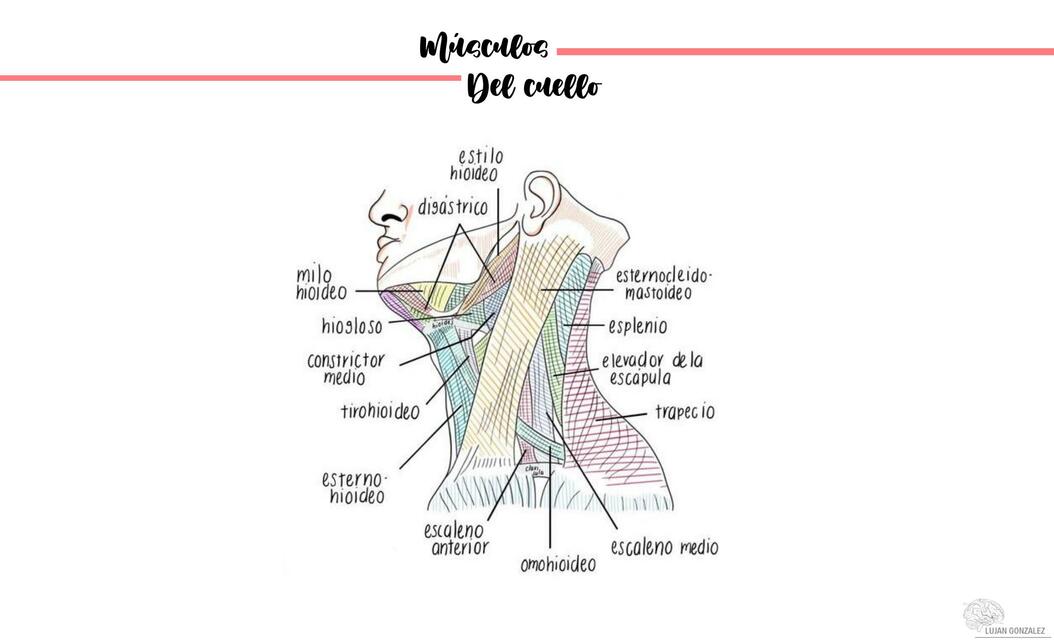 Musculos del cuello | Ricardo Quiñónez Martínez | uDocz