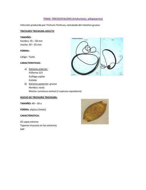 Trichuris Trichiura Life Cycle