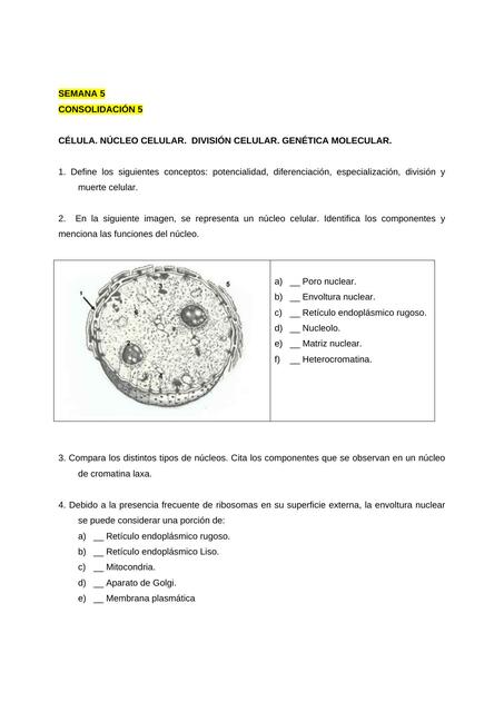 Morfo 1┃Consolidacion┃Semana 5 | Ysaac Garcia | uDocz