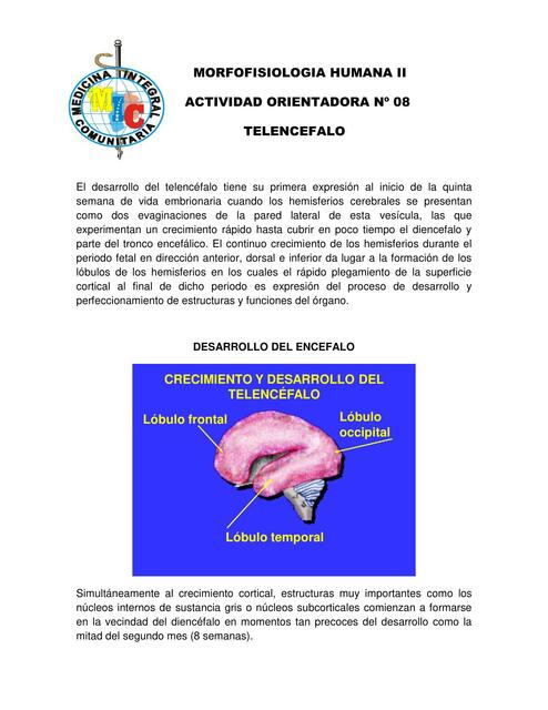 Telencéfalo┃AO8┃Morfo 2 | Ysaac Garcia | uDocz