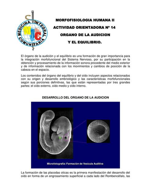 Órgano de la Audición y el Equilibrio┃AO14┃Morfo 2 | Ysaac Garcia | uDocz
