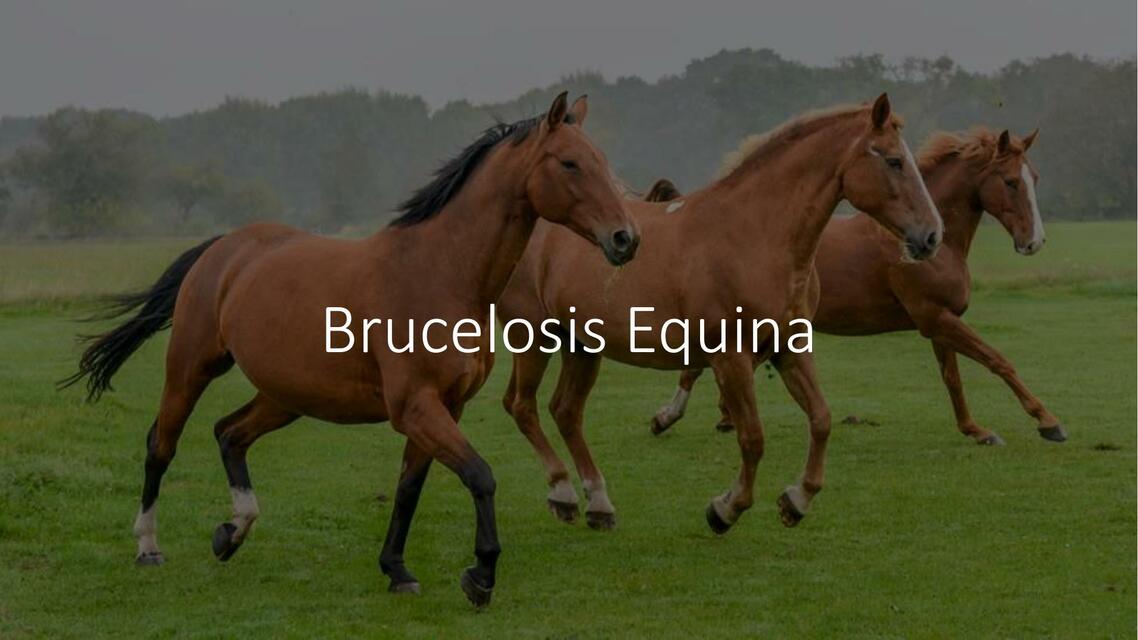 Brucelosis Equina | Diego Martínez | uDocz
